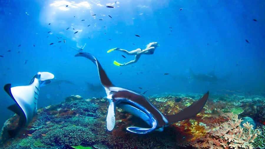 Private Snorkeling in Nusa Penida - Why Choose This Tour?