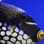 Private Snorkeling Yacht Tour in Cancun and Isla Mujeres - What Makes This Tour Stand Out?