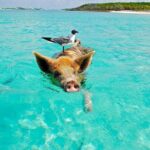 Private Speedboat tour to Koh Madsum (Pig Island) & Koh Tan - Is It Worth the Price?