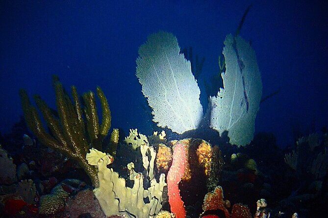 Private Sunset Charter + Guided Night Snorkeling in St Thomas - The Experience and What You’ll Love