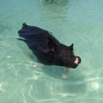 Private Swim With Pigs and Snorkeling in Paradise Tour - Authentic Experiences and Special Highlights