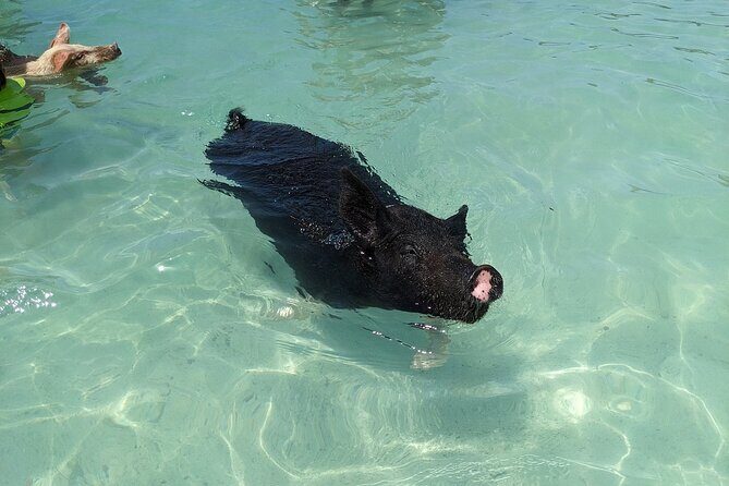 Private Swim With Pigs and Snorkeling in Paradise Tour - Authentic Experiences and Special Highlights