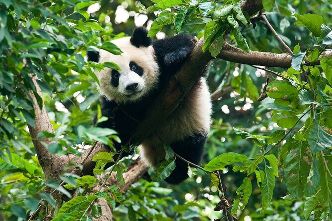 Private Tour Chengdu Pandas, Tea & Ancient Streets - Who Should Consider This Tour?