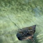 Private tour: Dudu cenotes + Playa Grande Beach + much more - Frequently Asked Questions