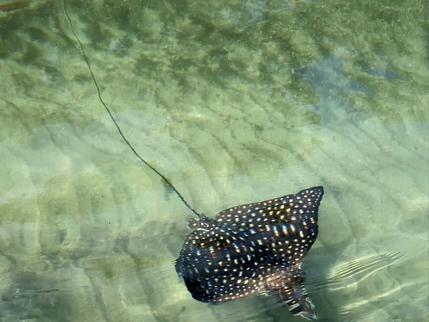 Private tour: Dudu cenotes + Playa Grande Beach + much more - Frequently Asked Questions