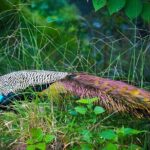 Private Tour from Ella to Tangalle with Udawalawe Safari - A Detailed Look at What You Can Expect