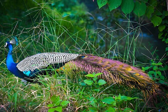 Private Tour from Ella to Tangalle with Udawalawe Safari - A Detailed Look at What You Can Expect