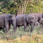 Private Tour from Mirissa to Ella with Udawalawe Safari - Who Will Love This Tour?