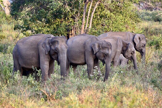 Private Tour from Mirissa to Ella with Udawalawe Safari - Who Will Love This Tour?