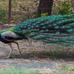 Private Tour from Tangalle to Ella with Udawalawe Safari - Udawalawe National Park Safari: Wildlife and Photography