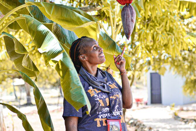 Private Tour in Buggy Punta Cana : Caves, Beaches and Organic Estate - What to Expect from the Experience