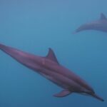 Private tour observing and swimming with humpback whales in Moorea - Final Thoughts