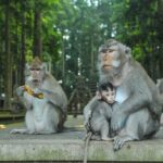 Private Tour of Balis Temples, Jungles & Hidden Gems - What Travelers Say and Why It Matters