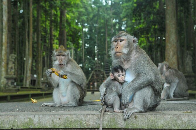 Private Tour of Balis Temples, Jungles & Hidden Gems - What Travelers Say and Why It Matters