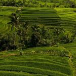 Private Tour of Balis Ubud: Culture, Nature & Heritage - What You Can Expect: An In-Depth Look at the Itinerary