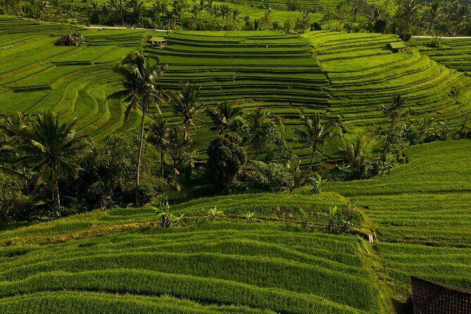Private Tour of Balis Ubud: Culture, Nature & Heritage - What You Can Expect: An In-Depth Look at the Itinerary