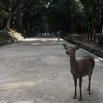 Private tour of Nara with an English/Spanish-speaking Guide - Who Should Consider This Tour?