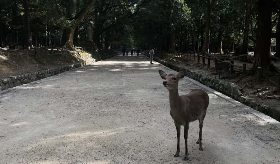 Private tour of Nara with an English/Spanish-speaking Guide - Who Should Consider This Tour?