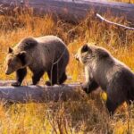 Private Tour of Yellowstone Lower Loop - Authentic Experiences from Travelers