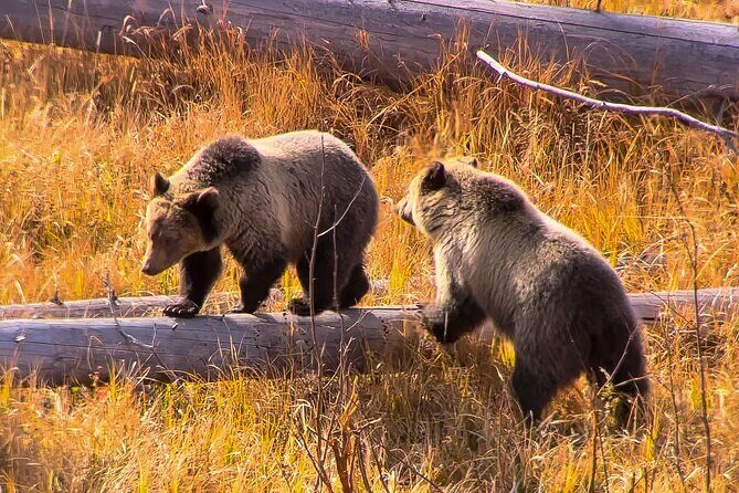 Private Tour of Yellowstone Lower Loop - Authentic Experiences from Travelers