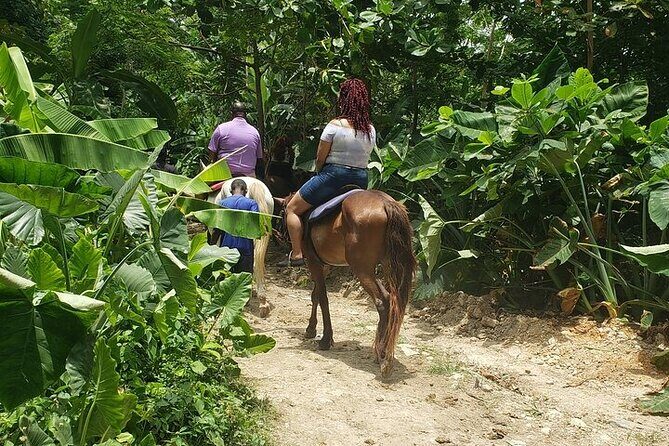 Private Tour to Dunns River and Horseback Riding with Local Guide - Transportation and Comfort