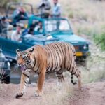 Private Tour to Ranthambore Tiger Reserve from Jaipur - The Bottom Line