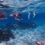 Private Tour to Stingray City & Snorkeling at Coral Gardens - A Deep Dive into the Experience