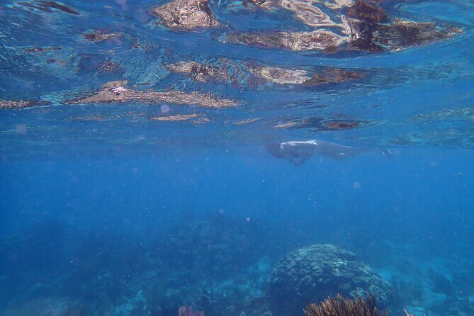 Private Tour to Stingray City & Starfish Point Beach - Authentic Experiences and Real Traveler Feedback