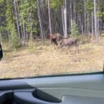 Private Tour Transportation Driver Guide of Banff! - Logistics: What to Expect