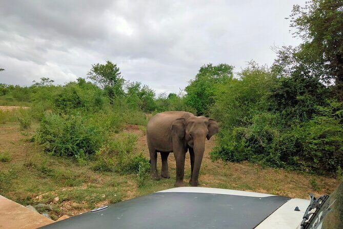 Private Tour : Udawalawe National Park Safari - The Booking and Cancellation Process