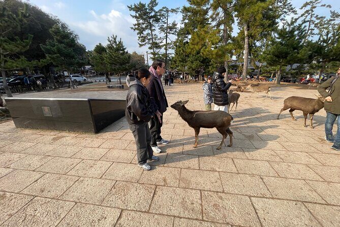 Private Tours by Luxurious Vans in Kyoto, Osaka, Nara. - Final Thoughts