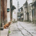 Private Transfer between Wuzhen Water Town and Shanghai City Center - What You Can Expect from the Experience