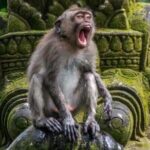 Private Ubud Tour and Quad Bike - Why This Tour Works for Different Types of Travelers