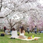 Private & Unique Kanazawa Cherry Blossom "Sakura" Experience - Practical Details and Why They Matter