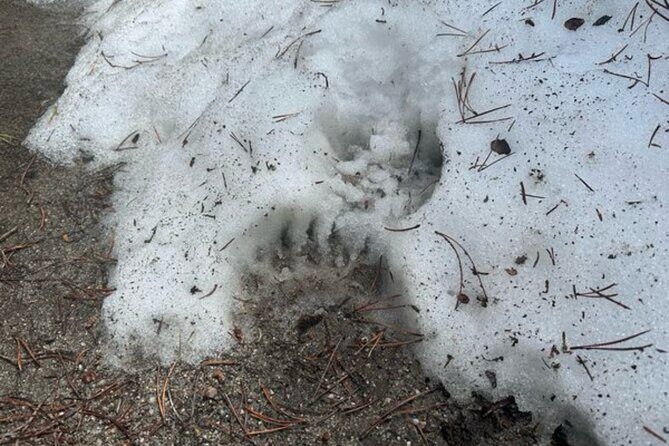 Private VIP Tour of Grand Teton National Park - Who Is This Tour Best For?