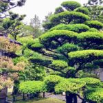 Private walking Tour: A Kanazawa Garden Exploration - Who Will Enjoy This Tour?