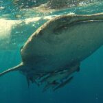 Private Whale Shark Snorkeling Activity in La Paz - Final Thoughts