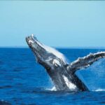 Private: Whale-Watching & Beach Escape from Punta Cana - Starting Point and Logistics