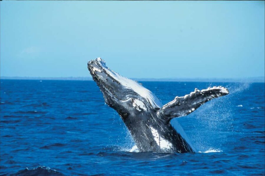 Private: Whale-Watching & Beach Escape from Punta Cana - Starting Point and Logistics