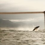 Private Whale Watching Sailing Tour - Who Should Consider This Tour?