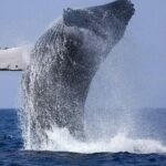 Private Whale Watching Tour by Luxury Speedboat from Mirissa - The Value of This Tour