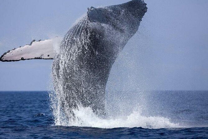 Private Whale Watching Tour by Luxury Speedboat from Mirissa - The Value of This Tour