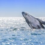 Private Whale Watching Tour in Samaná Bay from Samaná with Lunch - Samaná Bay Whale Watching: Majestic Marine Life