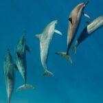 Private Wild Dolphin Encounter Day Trip - Key Points