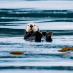 Private Wildlife Photography Workshop: Sitka Boat Tour (Full Day) - Wildlife Encounters and Scenic Moments