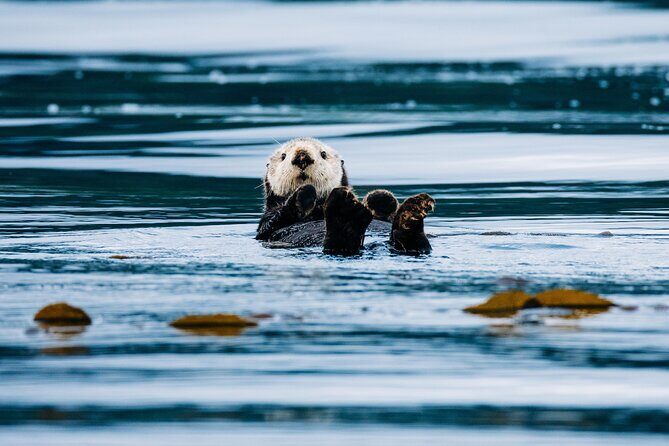 Private Wildlife Photography Workshop: Sitka Boat Tour (Full Day) - Wildlife Encounters and Scenic Moments