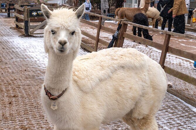 Private Winter Blossom Photo Tour with Free Photo Service - What’s Included and What’s Not