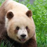 Private Xi'an Half day Panda Qizai Tour - The Itinerary in Detail: What You’ll Experience