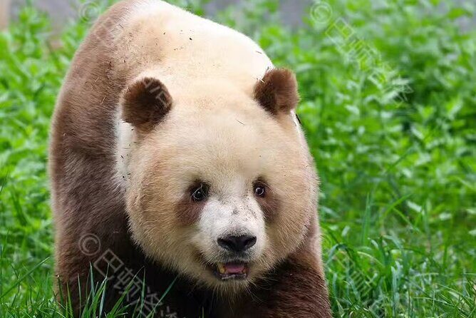 Private Xi'an Half day Panda Qizai Tour - The Itinerary in Detail: What You’ll Experience