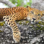 Private Yala Safari from Galle  Eco Jeep Adventure - Price and Value